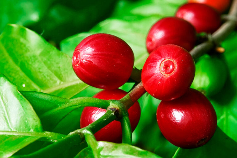 Semillas de Maíz - Disagro Guatemala