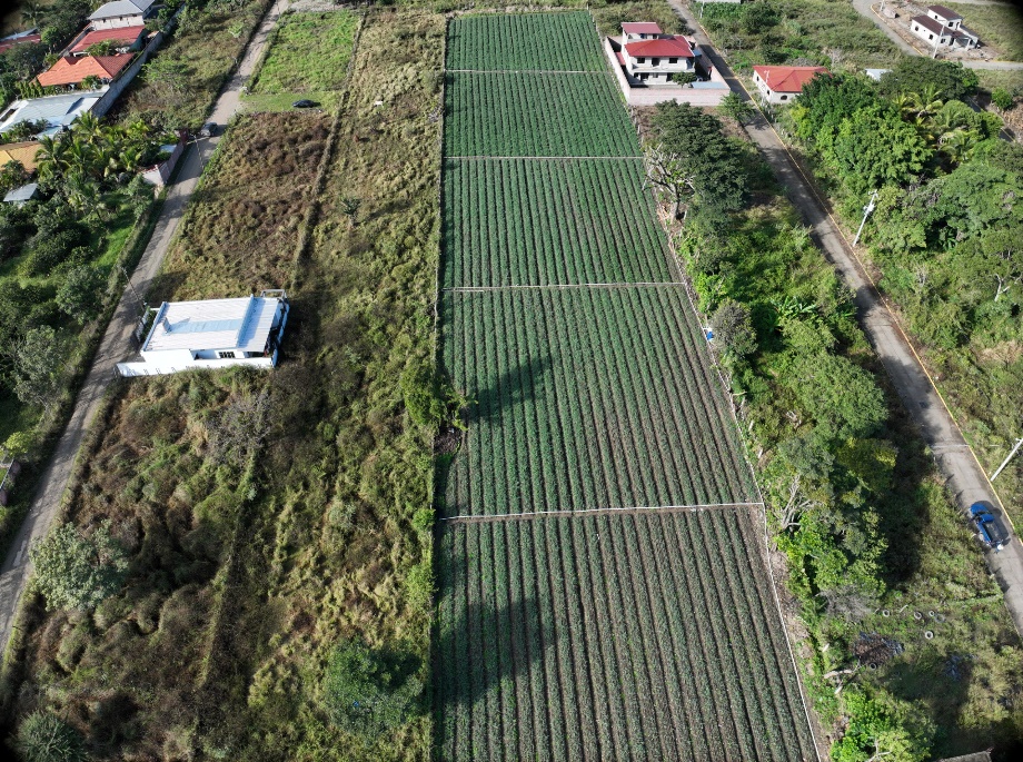 Transformación del cultivo de cebolla en Honduras - Disagro Guatemala