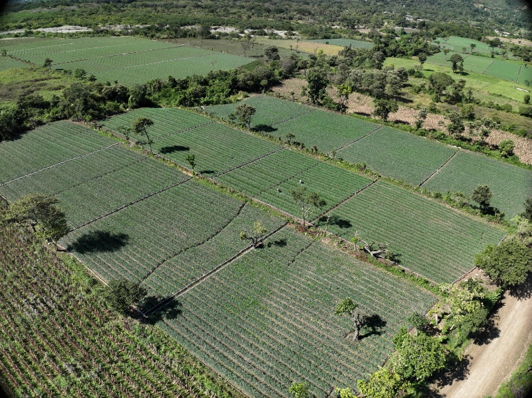 Transformación del cultivo de cebolla en Honduras - Disagro Guatemala