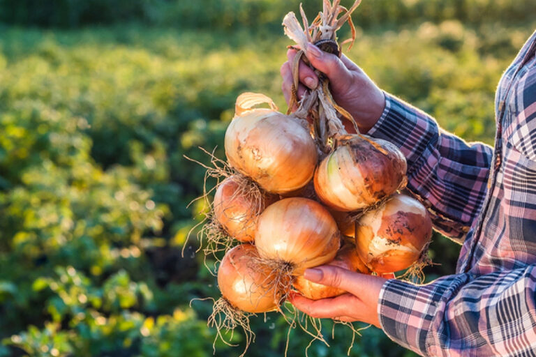 Transformación del cultivo de cebolla en Honduras - Disagro Guatemala