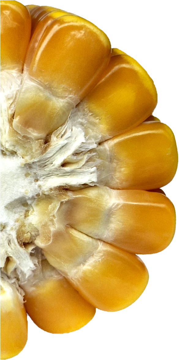 Semilla de maíz híbrido | PRIME CIDS de DISAGRO