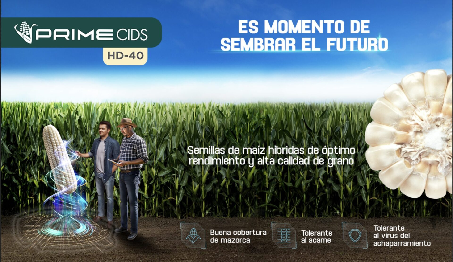 Semilla de maíz híbrido | PRIME CIDS de DISAGRO