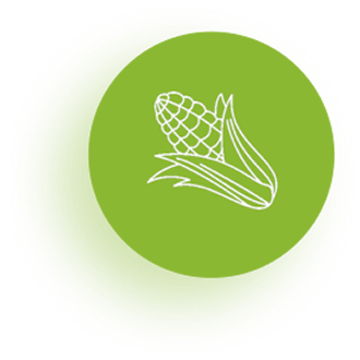 Semilla de maíz híbrido | PRIME CIDS de DISAGRO